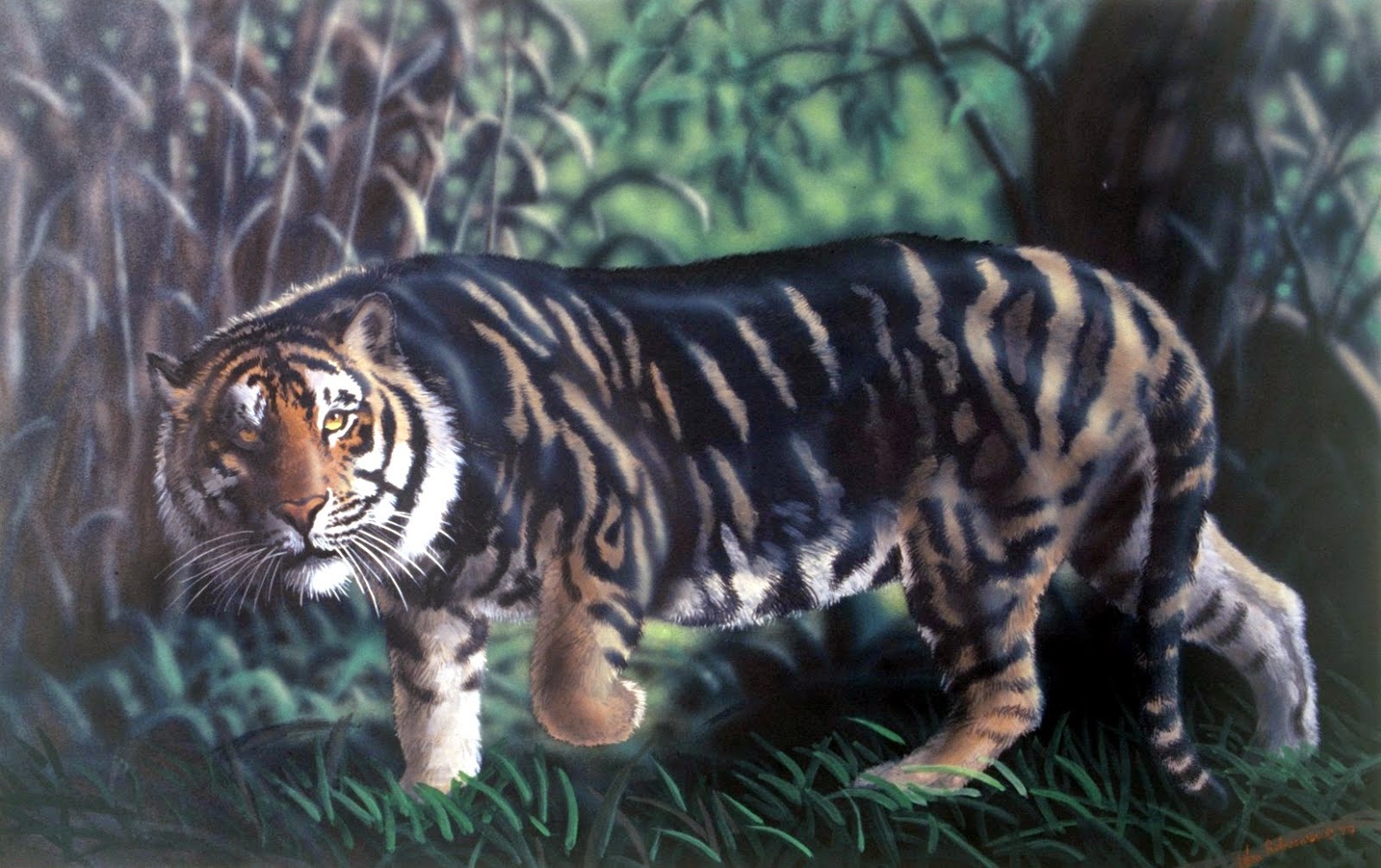 Um Pouco sobre Tudo: Tigre Negro