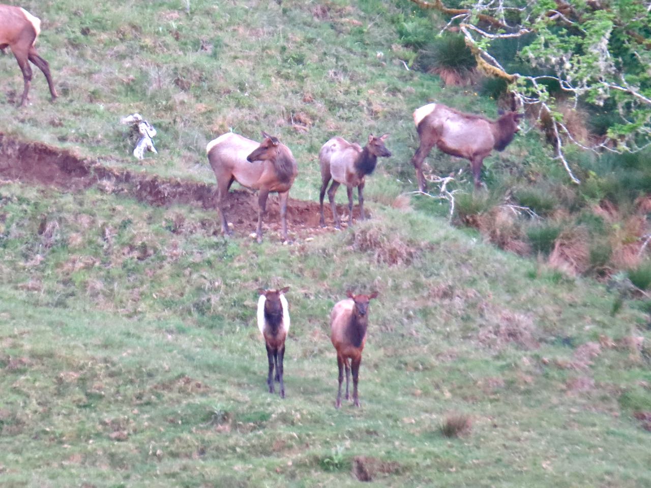 LuAnn Kessi: Elk and Cattle Grazing Together...