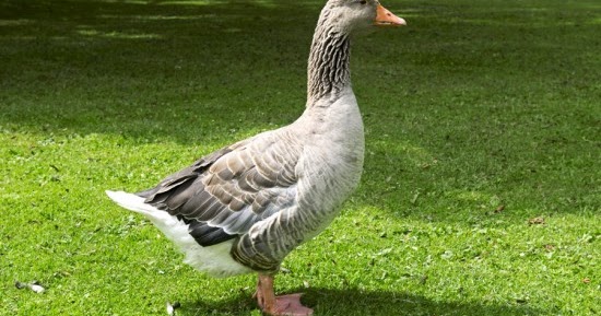 infotentanghewan: Mengenal Burung Angsa