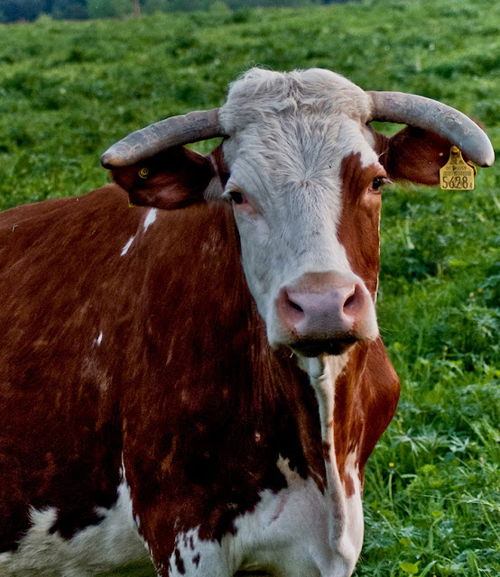 APARATKA bez akredytacji : Krowa w krajobrazie Polski