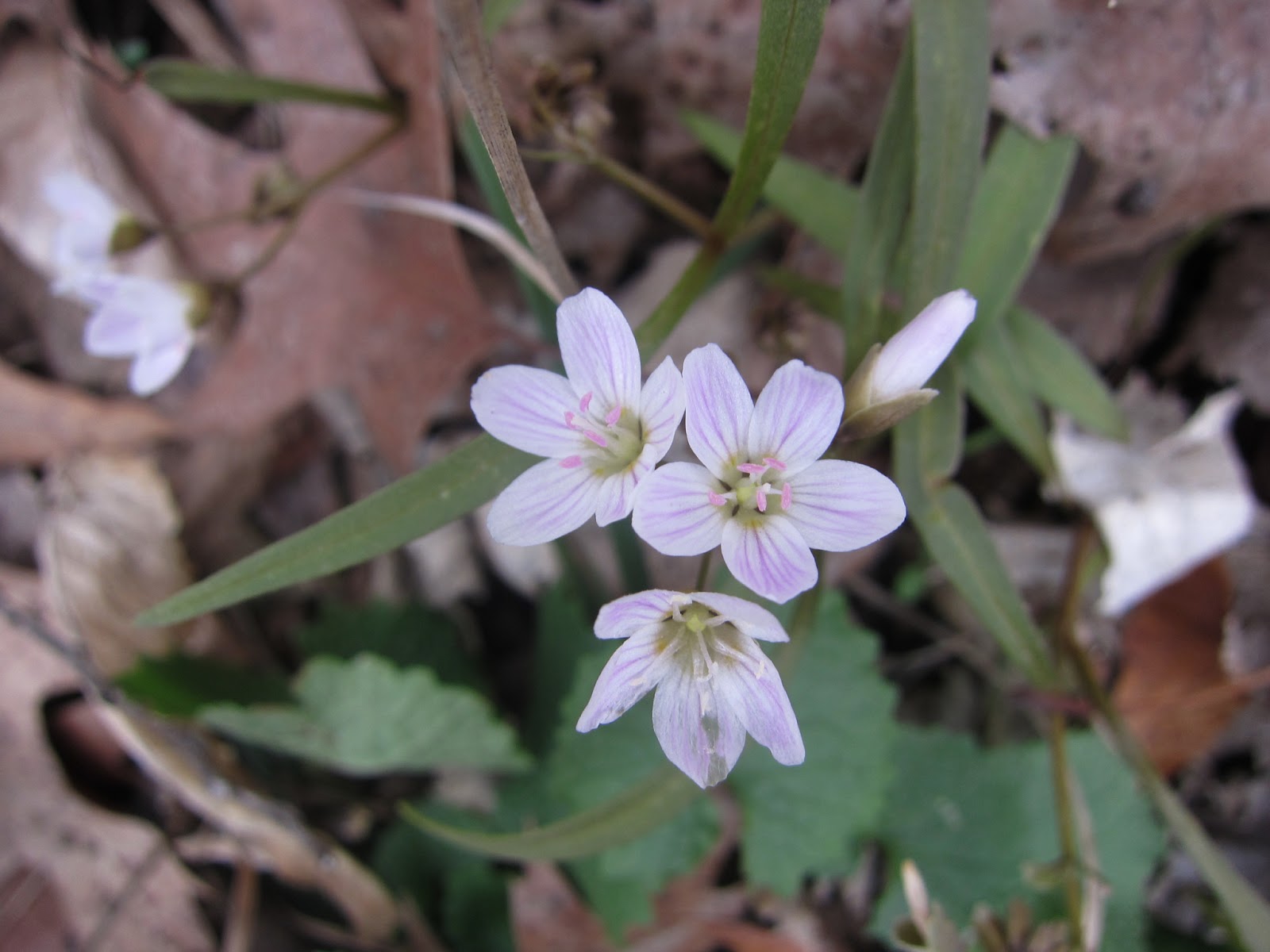 EPHEMERAL ETHEREAL - the beauties of spring - MoonRise Gallery