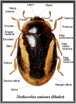 ordenes de insectos