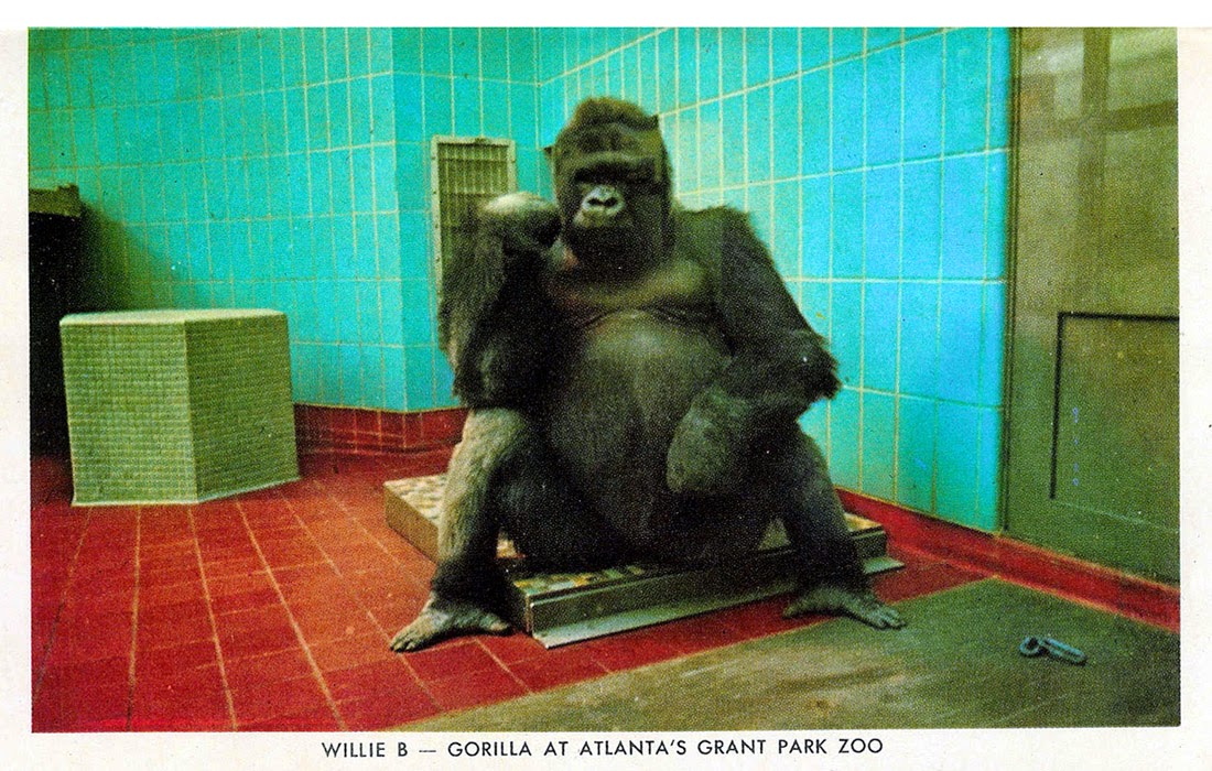 Willie B. - Alchetron, The Free Social Encyclopedia