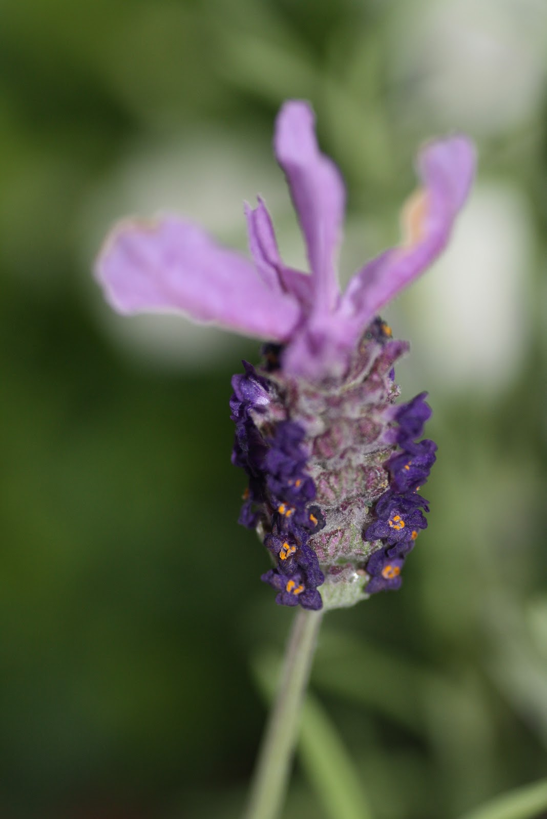 ozma of odds: ...a tisket, a tasket, a pretty Easter basket!