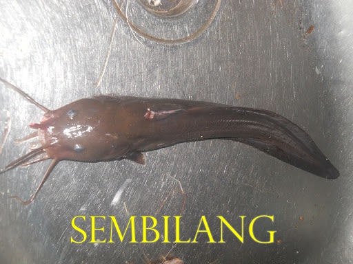 Laman Pengail: UMPAN SEMBILANG/GEMANG