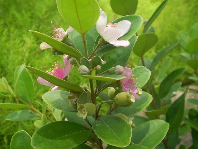 Bicara MiM: INFO : Buah Kemunting