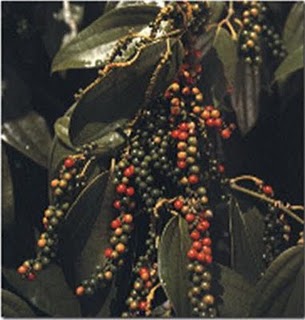 khazanahalamkita: lada hitam mengubati 'vitiligo'