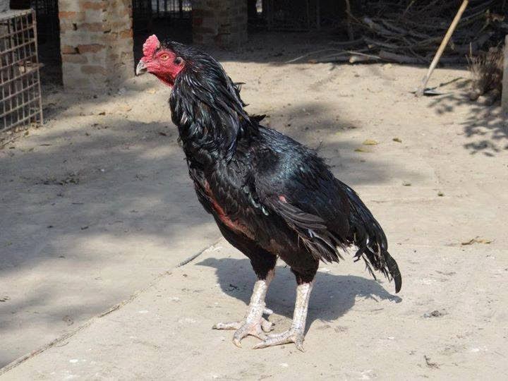 Black Tiger Aseel By Shan Gull ~ Pakistani Aseel Photos