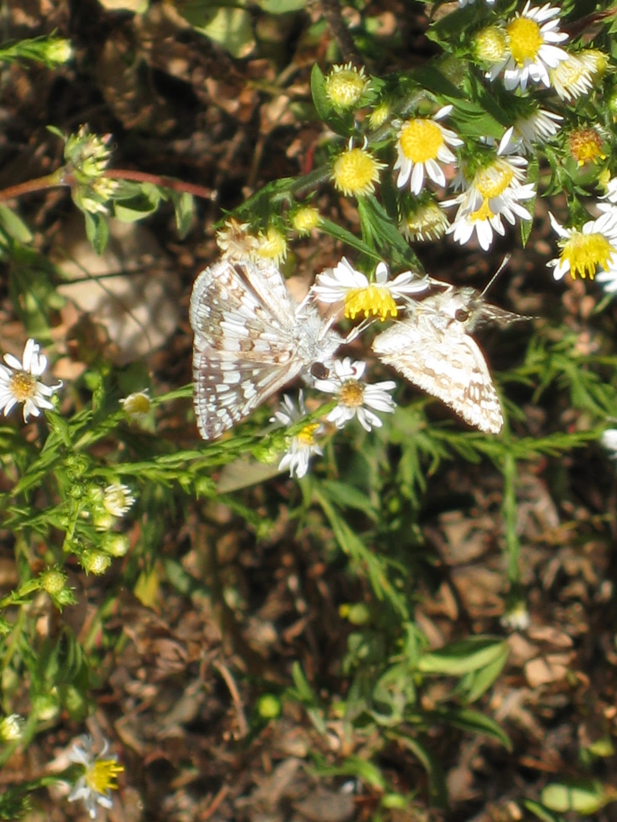 Capital Naturalist by Alonso Abugattas: National Pollinator Week ...
