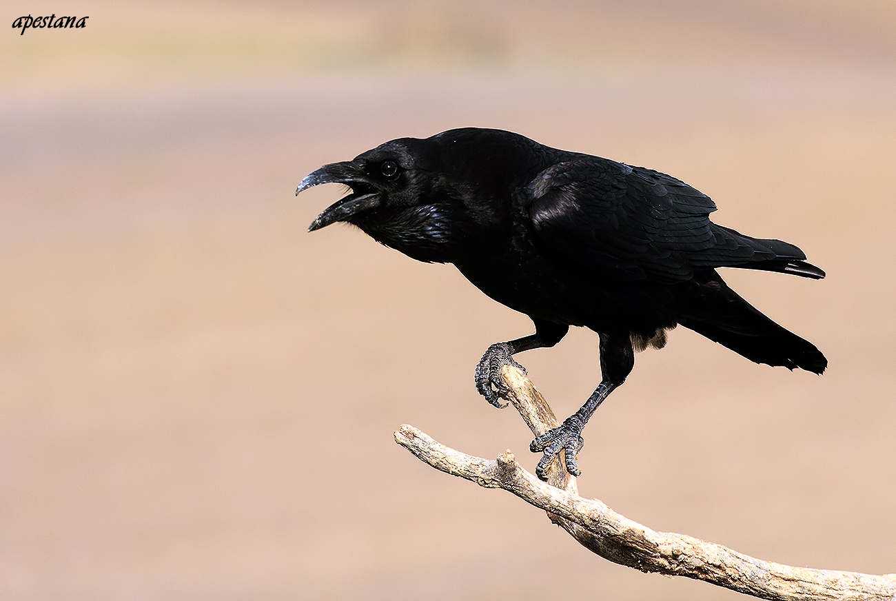 animales ibéricos en la cultura popular: CUERVOS Y GRAJOS