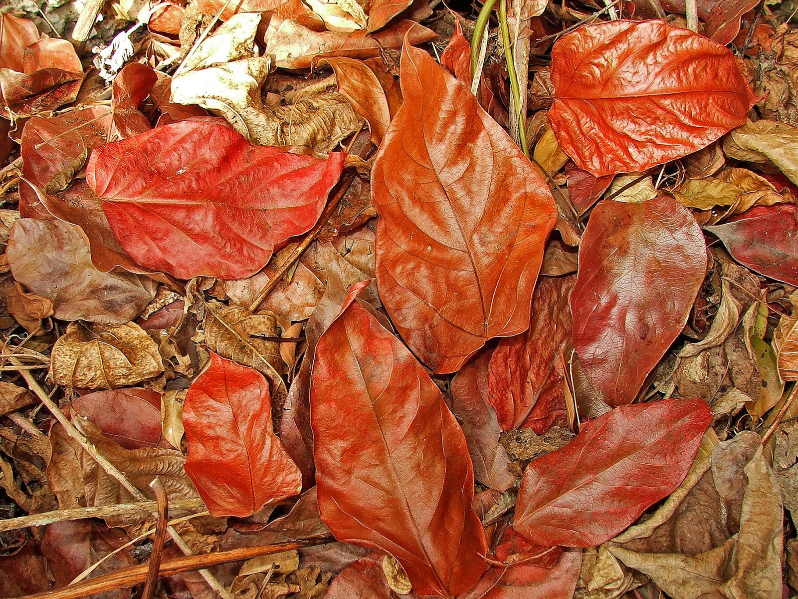 Flora de Puerto Rico Ilustrada Papo Vives: BIGNONIACEAE-ARRABIDAEA ...