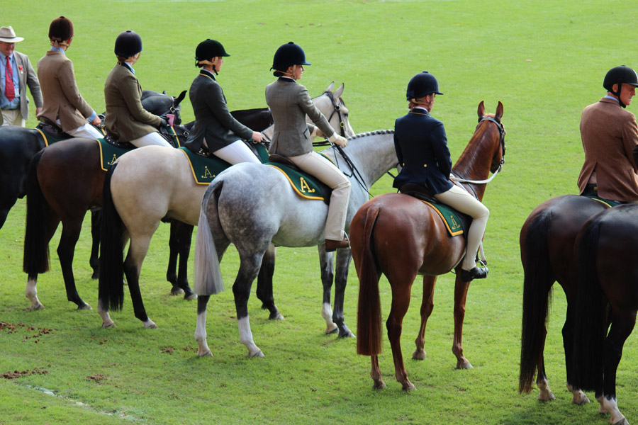 Covert Studios: Australian Stock Horse Show Hack