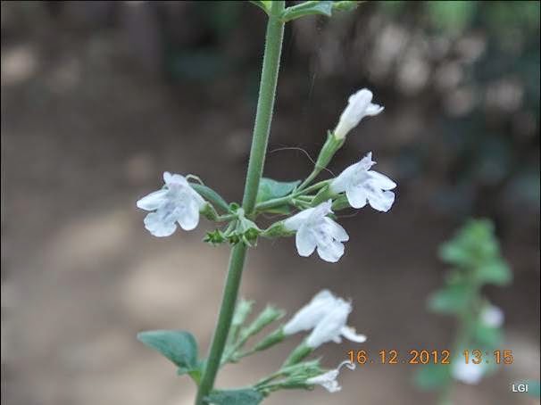 Terra Nostra: PEPERINA - Calamintha nepeta