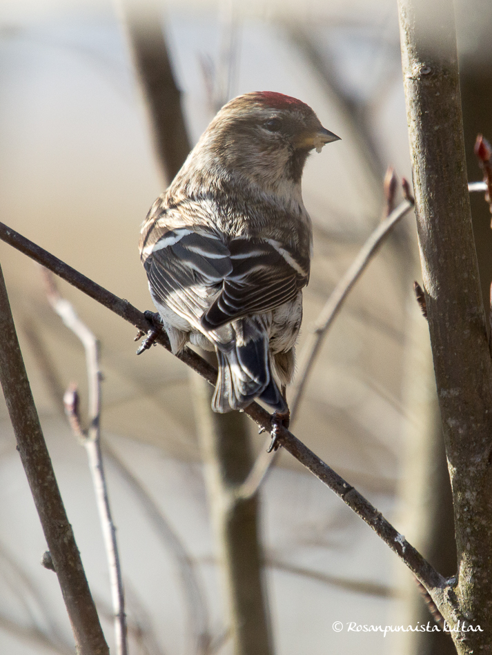 Retkiä&hetkiä: Pikkulintuja
