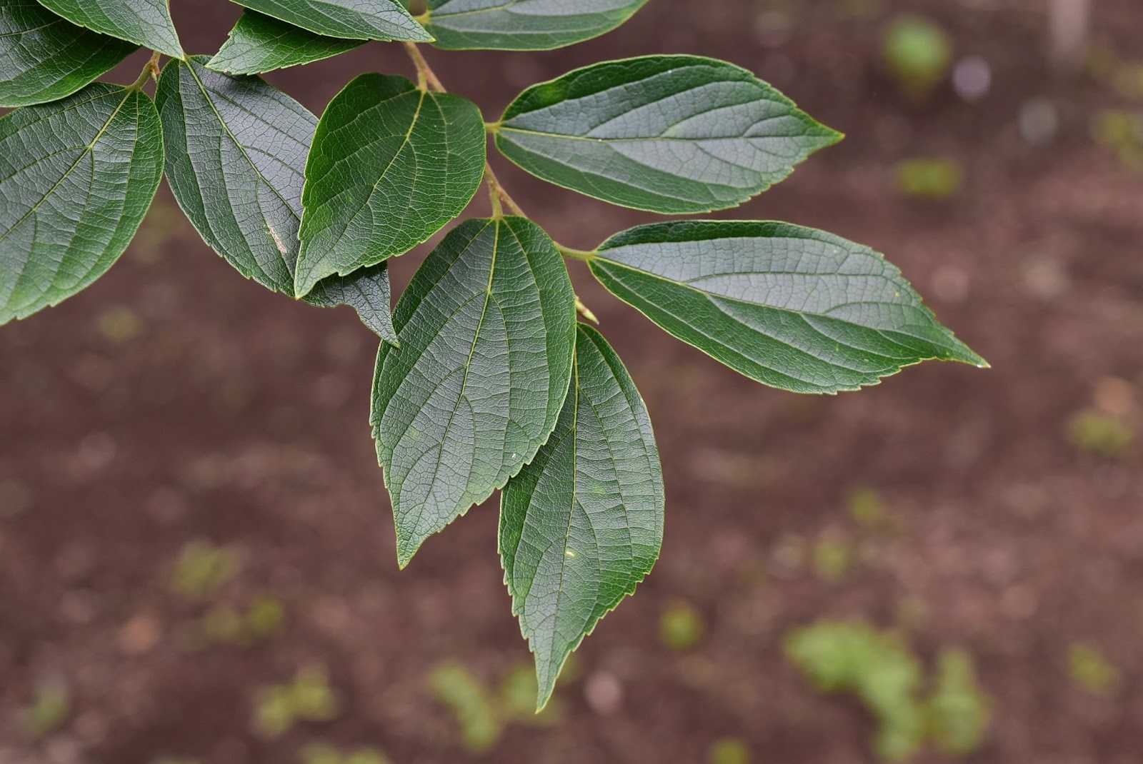 Garden trees in Japan: Japanese hackberry (Enoki)