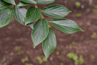 Garden trees in Japan: Japanese hackberry (Enoki)