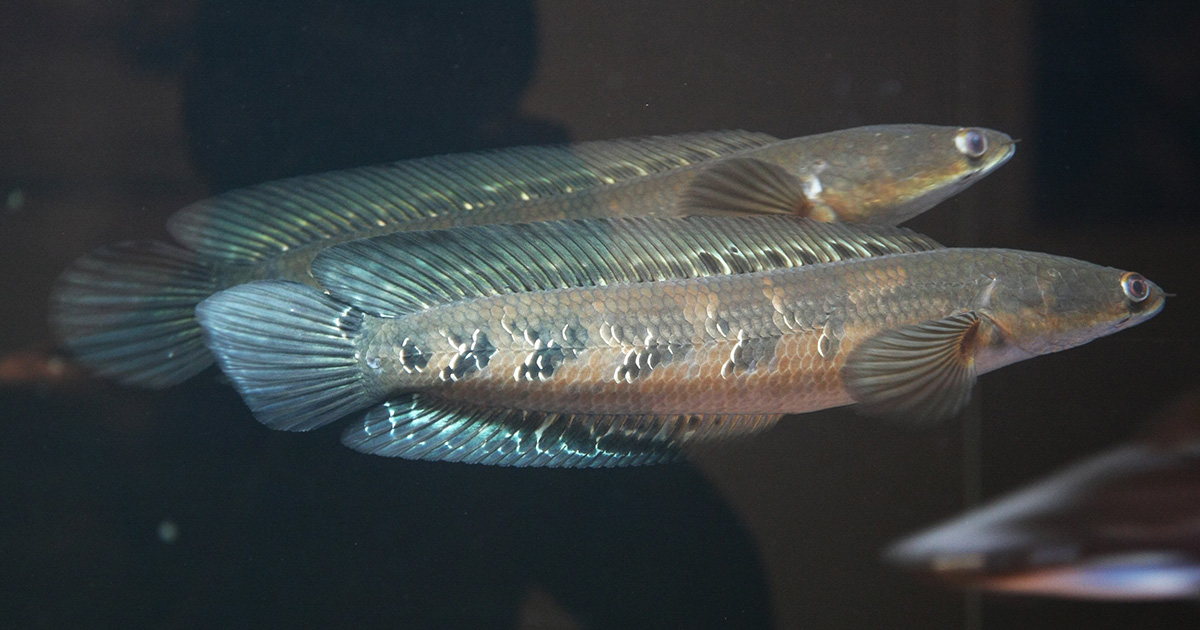 Toman Bunga wild caught from Sg. Dusun tributary