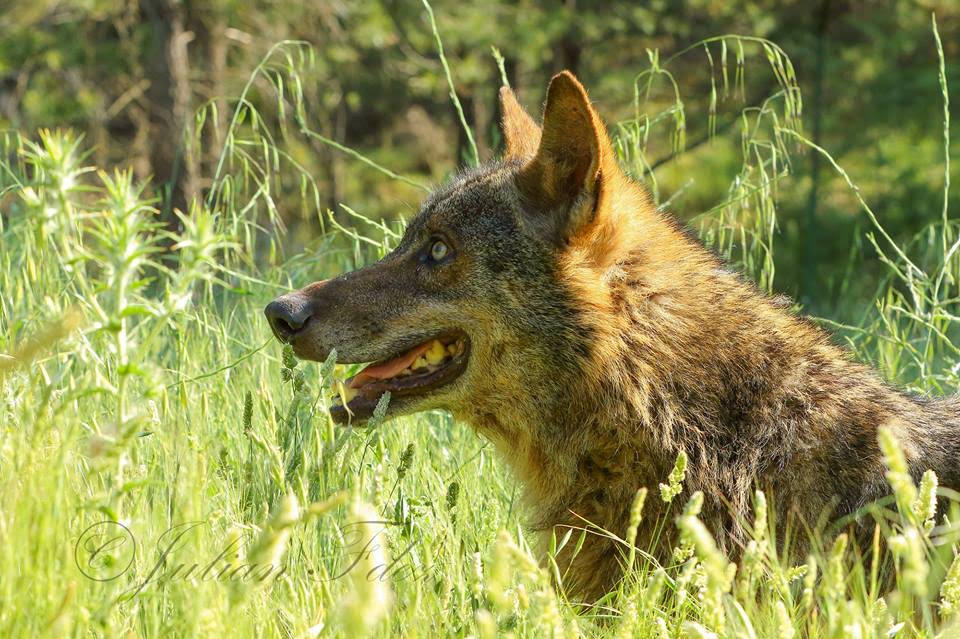 Comando Lobo: Lobo en paz, un secreto de cuatro patas