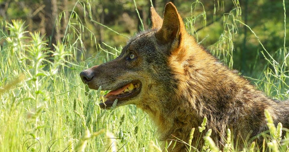 Comando Lobo: Lobo en paz, un secreto de cuatro patas