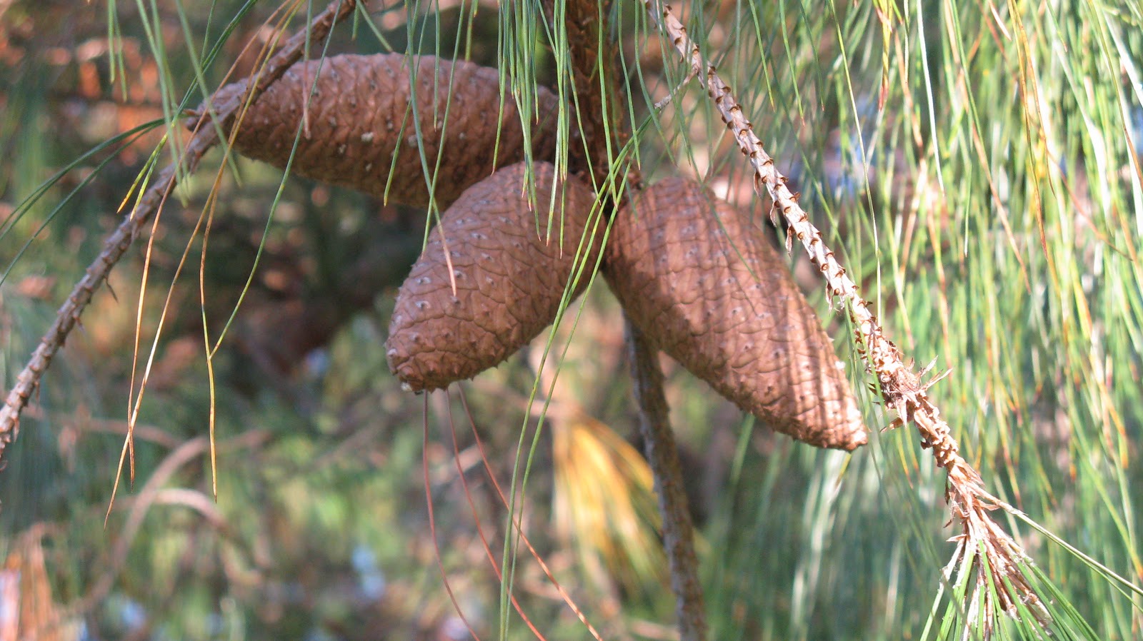Trees of Santa Cruz County: Pinus patula - Mexican Weeping Pine