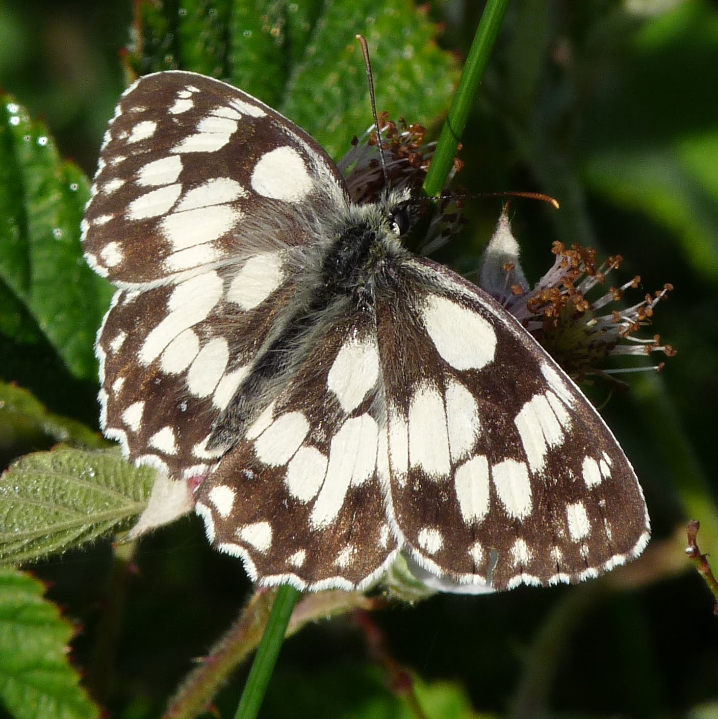 Eleanor Ludgate Blog Spot: MARBLED WHITE BUTTERFLY