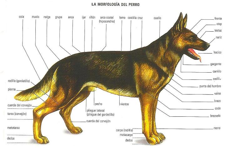 EL MUNDO DEL PERRO: ANATOMIA DEL PERRO