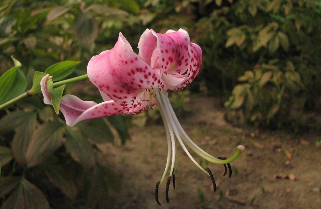 L'orto dei colori: Lilium rosa e terreno bruciato