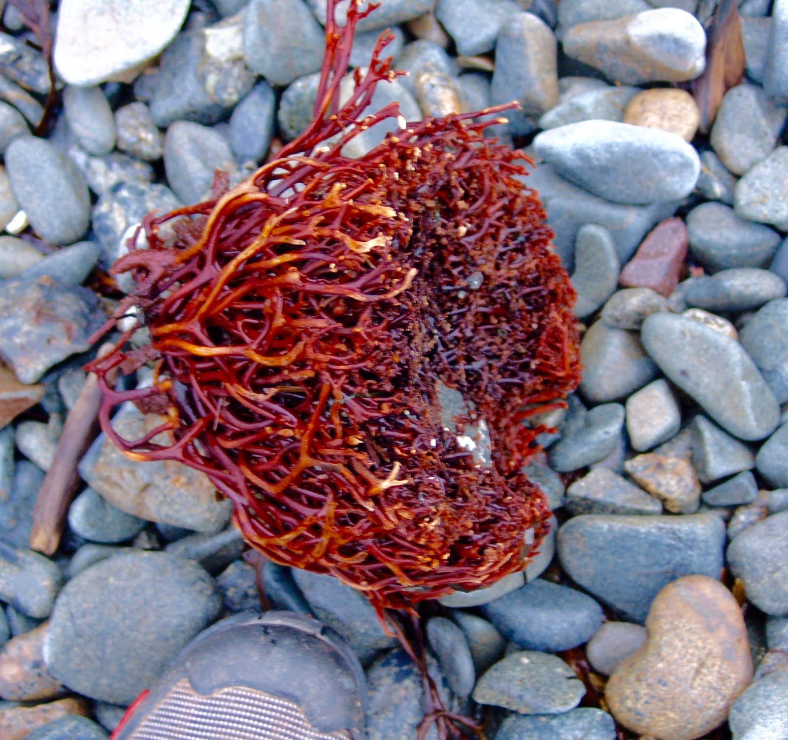 SITKAVORES: SEAWEED