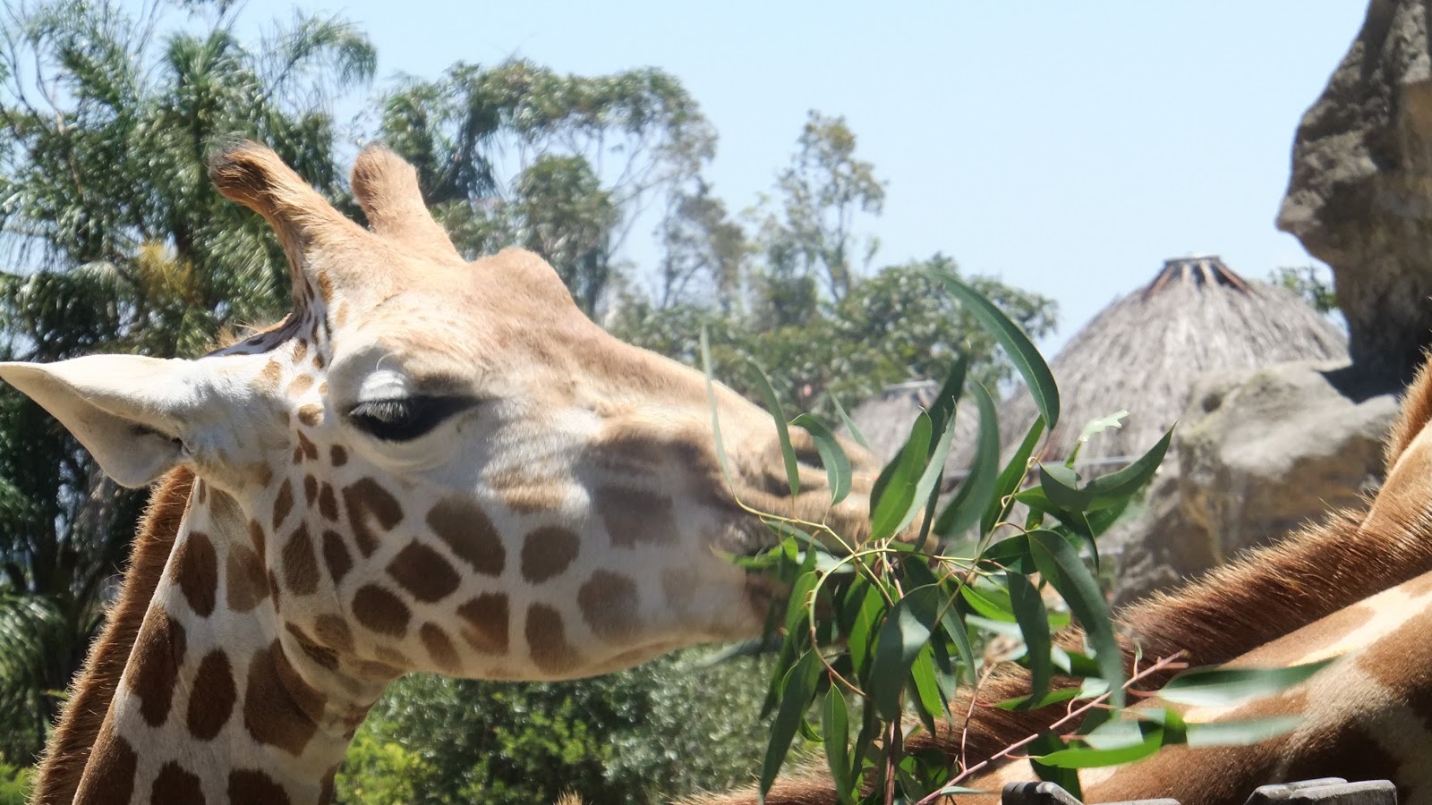 Justina-Overseas: Taronga Zoologijos Sodas Sidnėjus
