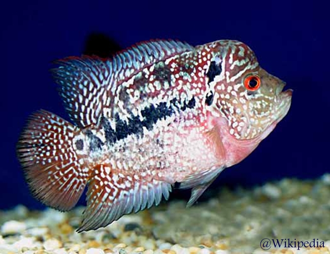 Ikan Louhan, Khas Mutiara Dan Benjolan