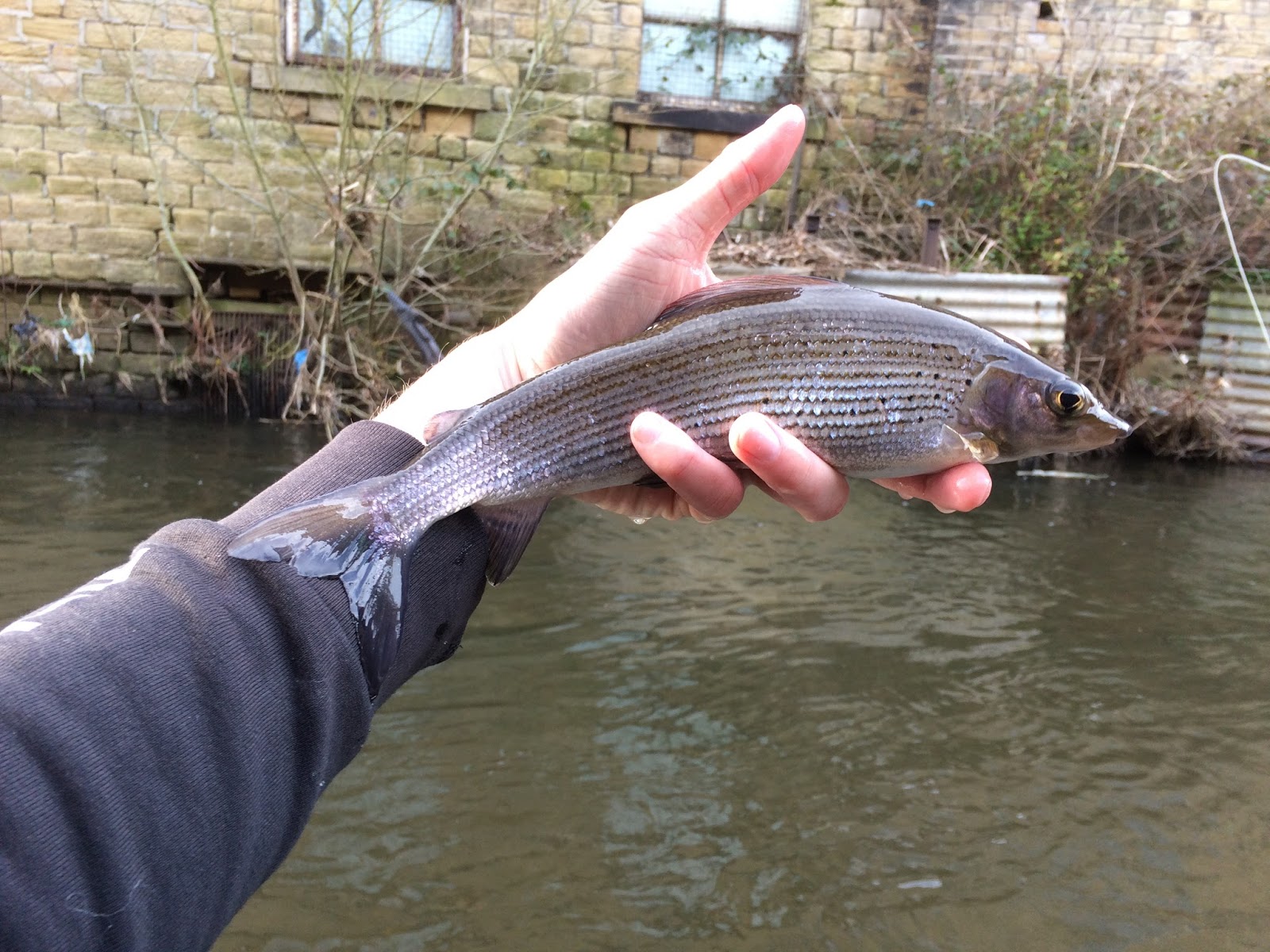 Fishing the Irwell - An Urban Fly Fishing Journey: March 2017