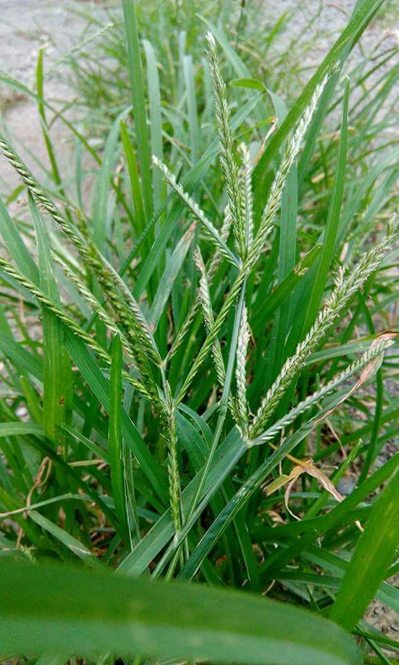 PARAGIS Nakakagamot ng ibat-ibang uri ng sakit tulad ng Diabetes ...
