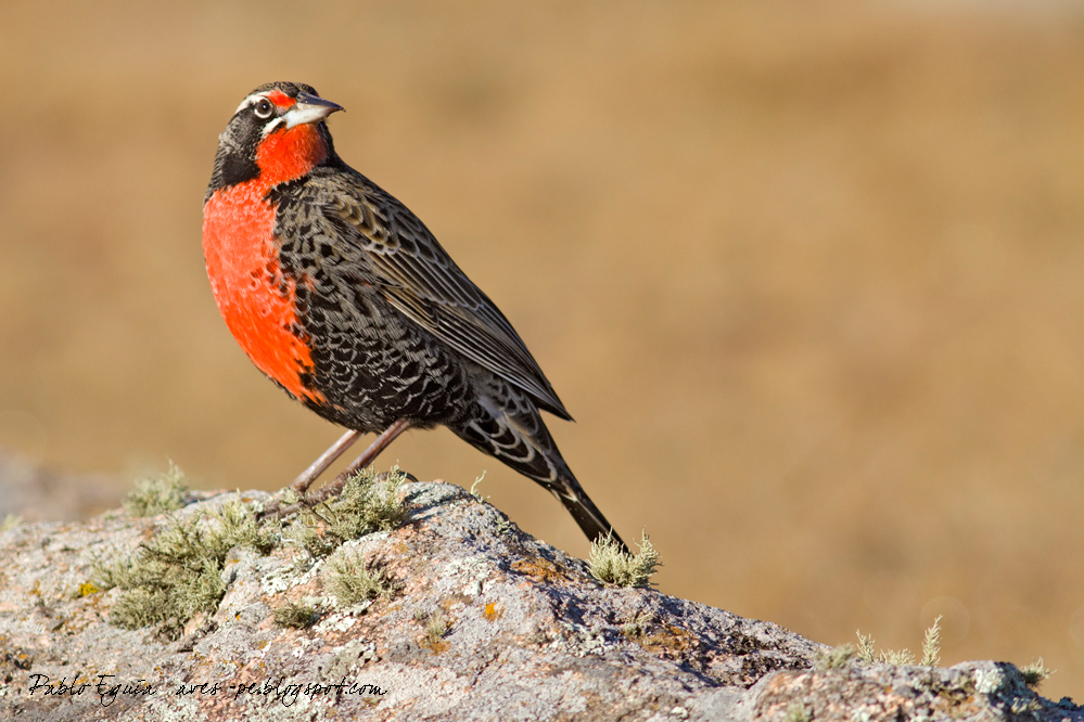 mis fotos de aves: Leistes loyca Loica Long-tailed Meadowlark