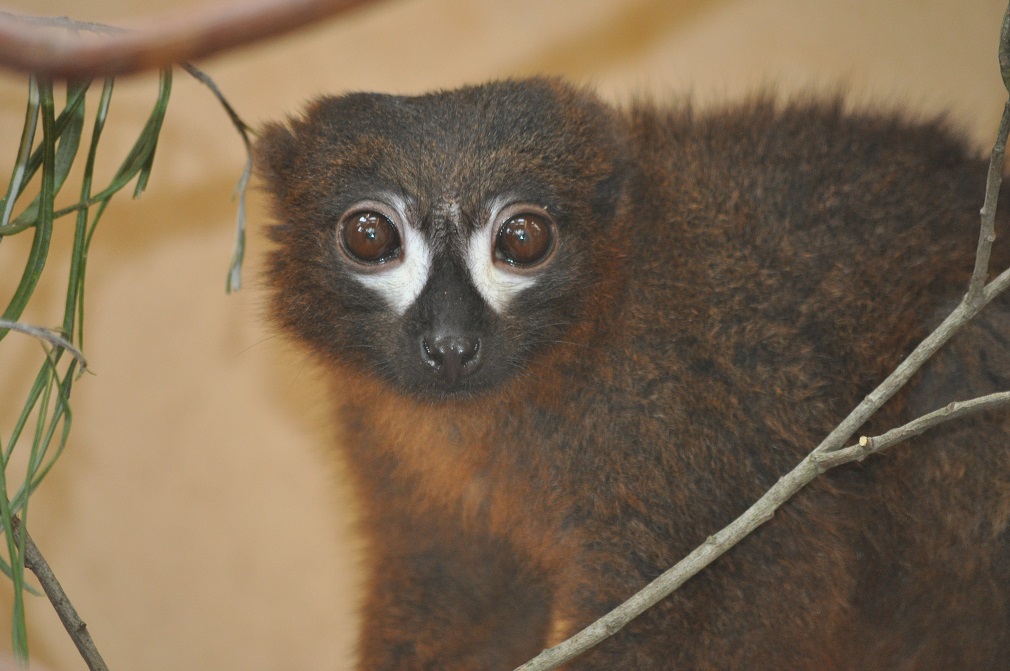 ZOOTOGRAFIANDO (6.100 ANIMALS): LÉMUR DE VIENTRE ROJO / RED-BELLIED ...