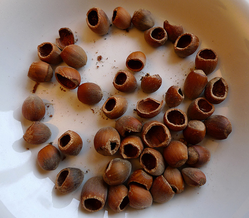 AWT Wild Schools blog: How to become a Nibbled Nut Detective!