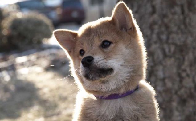 peep's blog/Nadia: Hatchi a dog's tale