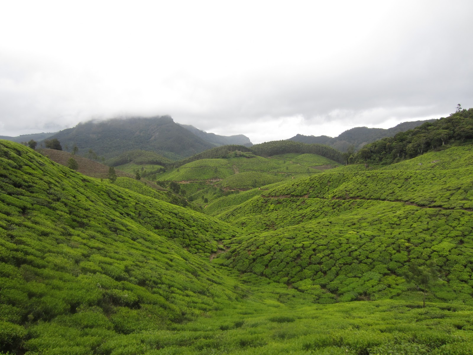 Incredible India: Magical Munnar
