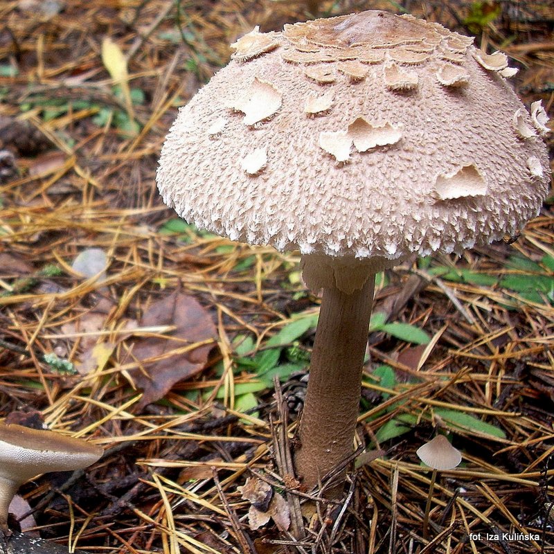 Smaczna Pyza: Grzyby gatunkami