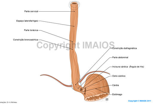 Anatomia Para Medicina Veterinária: Sistema Digestório - Part. 3 ...
