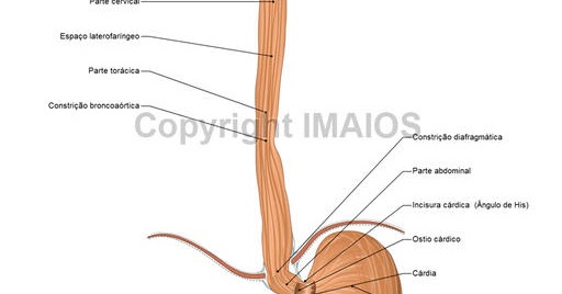Anatomia Para Medicina Veterinária: Sistema Digestório - Part. 3 ...
