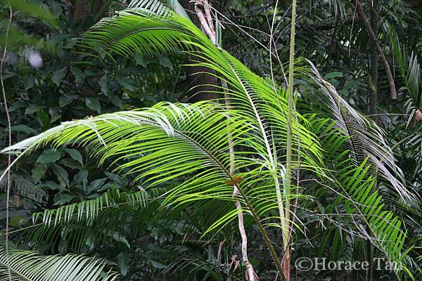 Butterflies of Singapore: Life History of the White Palm Bob