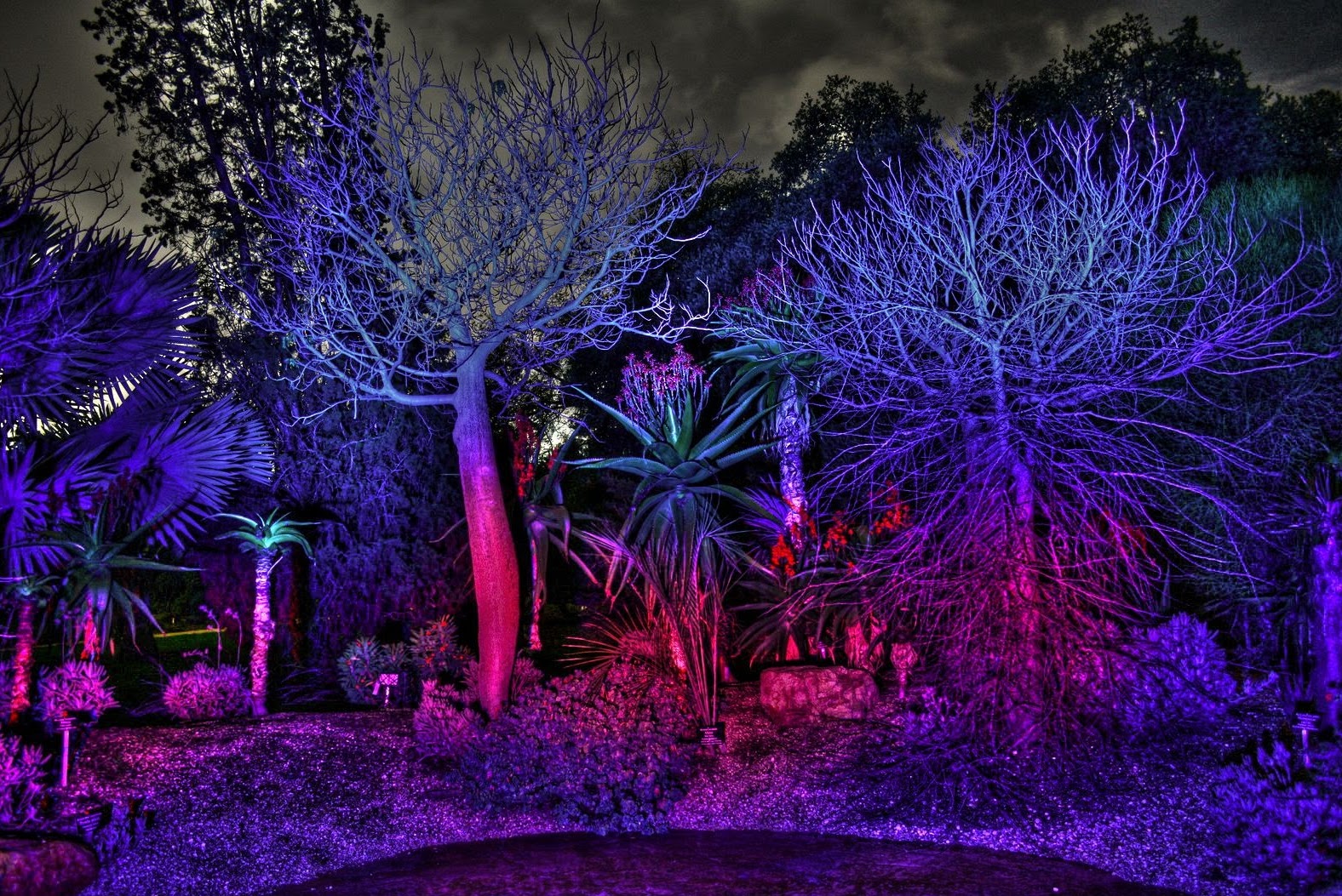 L.A. County Arboretum & Botanic Garden Plant Info: Nighttime ...