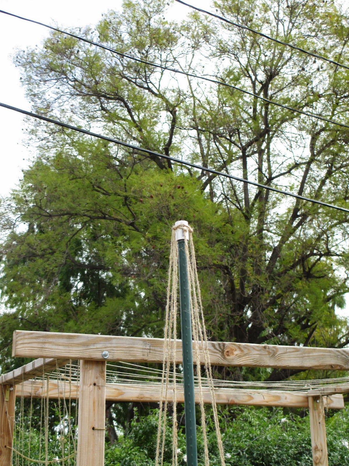Andie's Way: How to Build a Green Bean Tee Pee