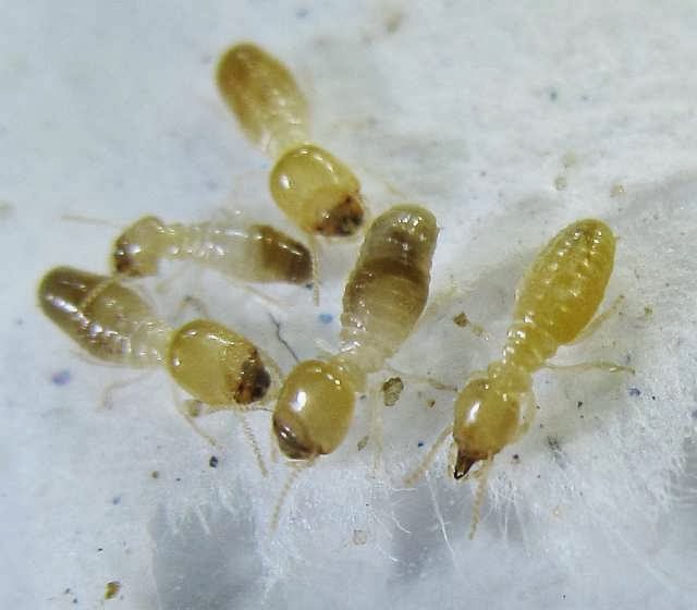 Photos and Info on Ants and Termites of Malaysia: Microtermes obesi