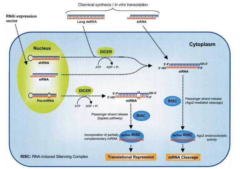General Knowledge: RNA interference: A novel Drug target
