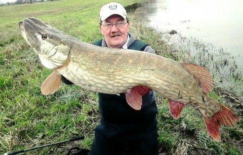 International Fishing News: IRELAND: caught huge 33 pound pike