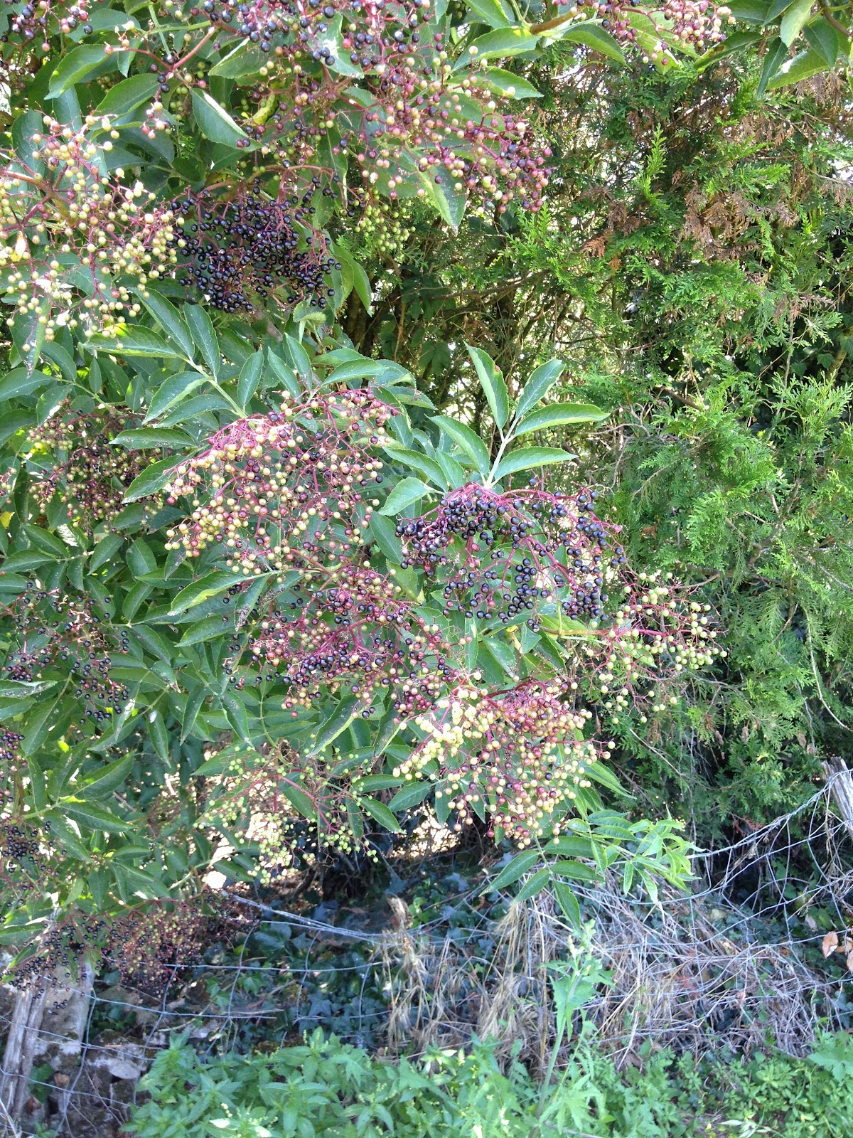 Debbie's Delectable Delights: Sureau