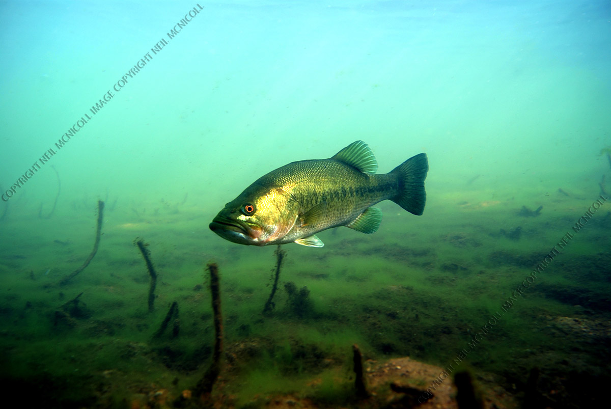 Freshwater Fish Photographs: Bass