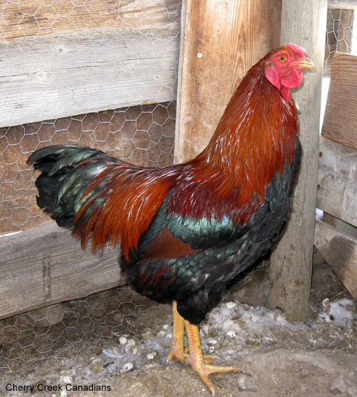 FrancoAmerican Gravy: Family History & Stories from Upstate New York ...