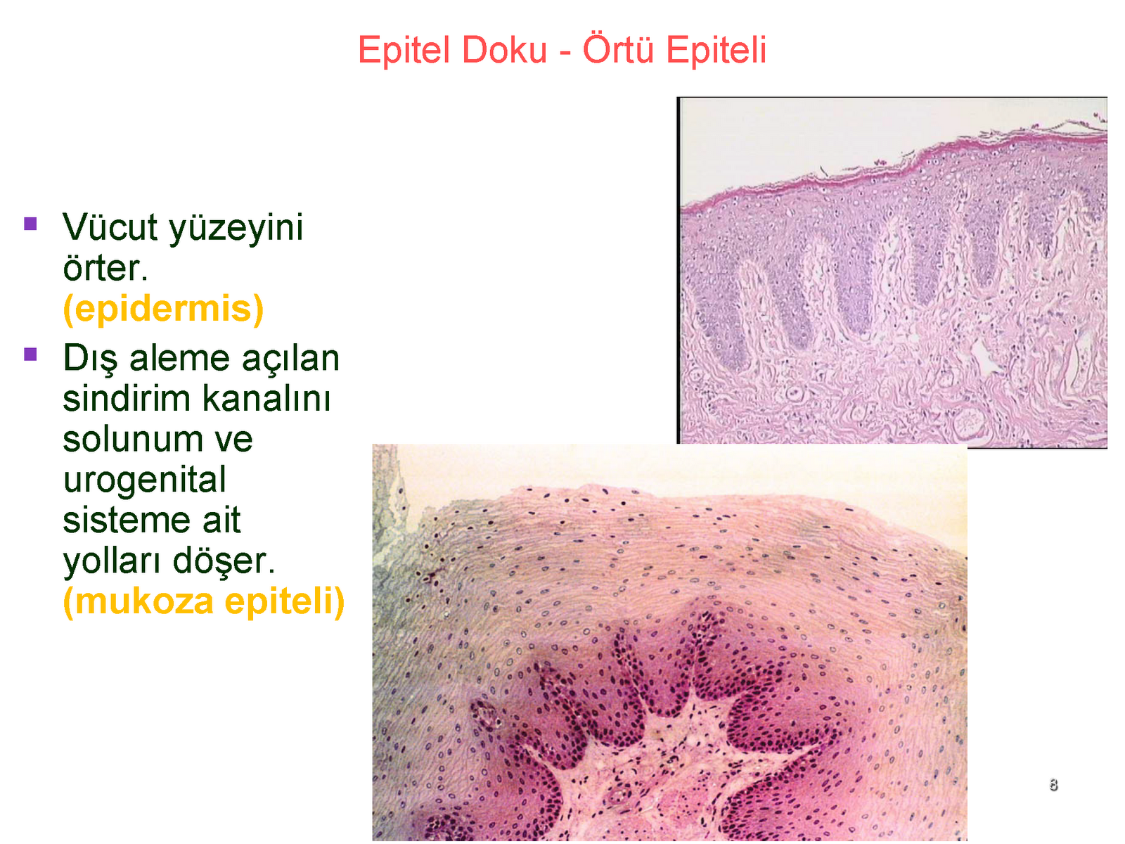 histoloji-embriyoloji notlarım: EPİTEL DOKU